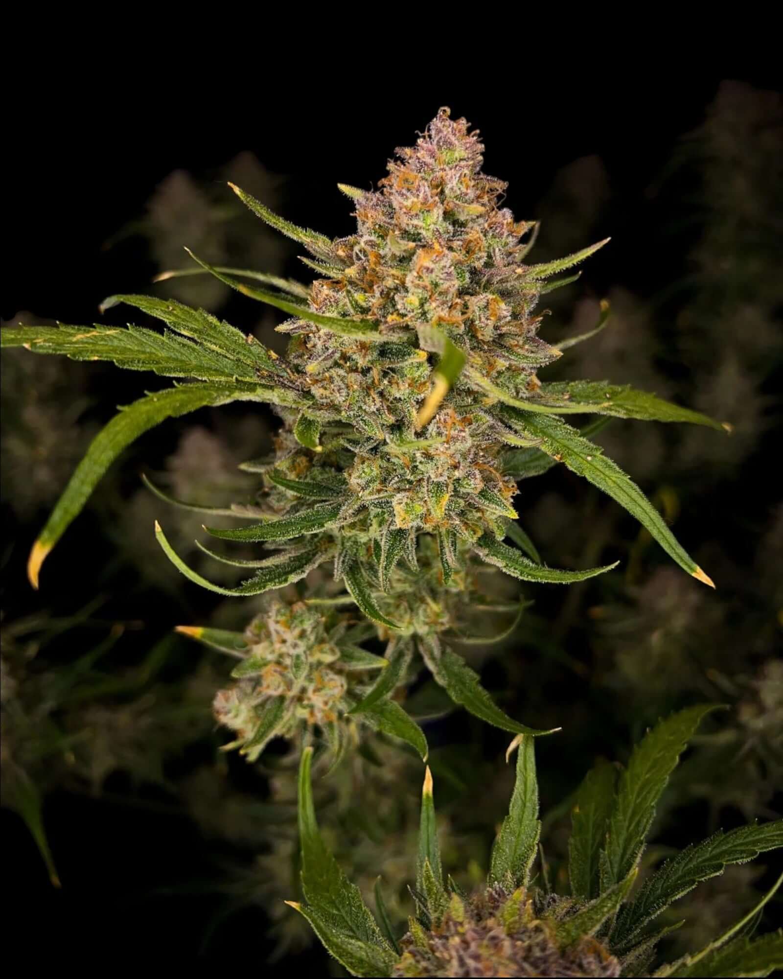 Guava Auto Autoflower – 28 % THC & Tropenpower | Pief-Leaf®